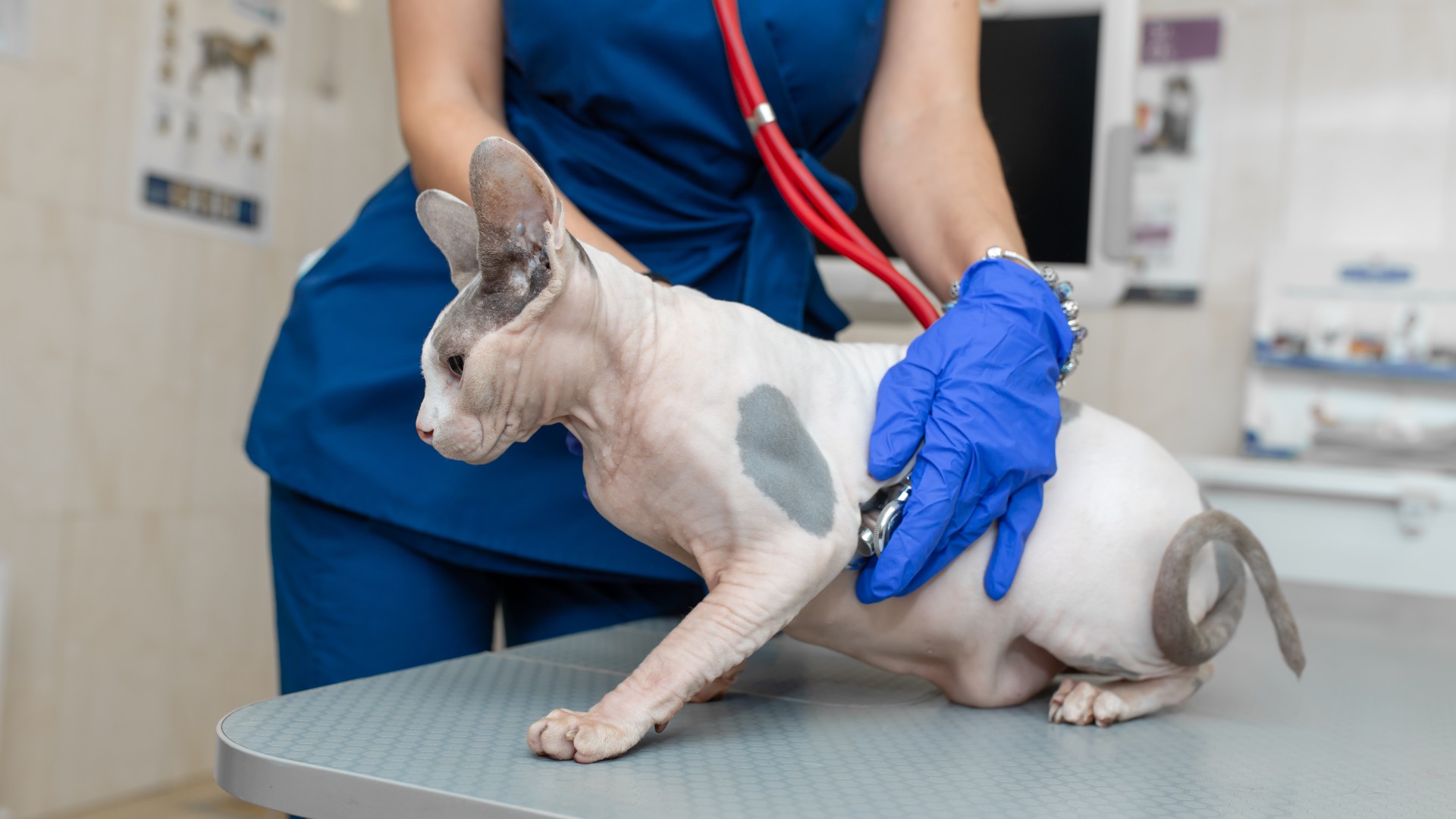 Pet Surgery, Digital X-ray, Pet Dentistry In Bolton, MA | IAHC